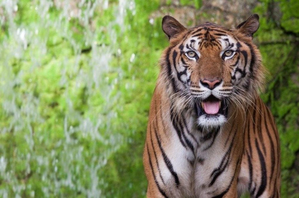 Year of the Tiger | The Endangered South China Tiger – AARVEN