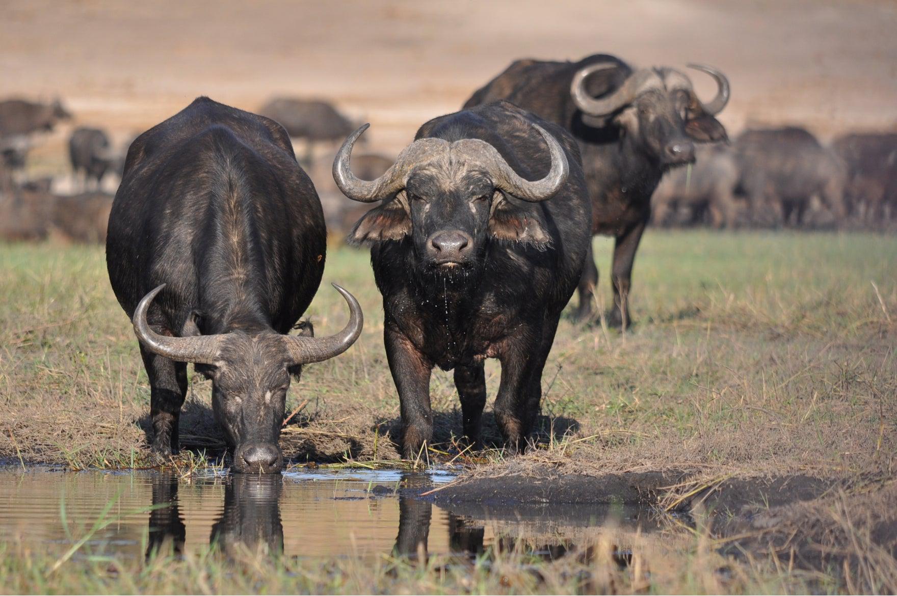 Year Of The Ox | Endangered Asian Wild Cattle – AARVEN